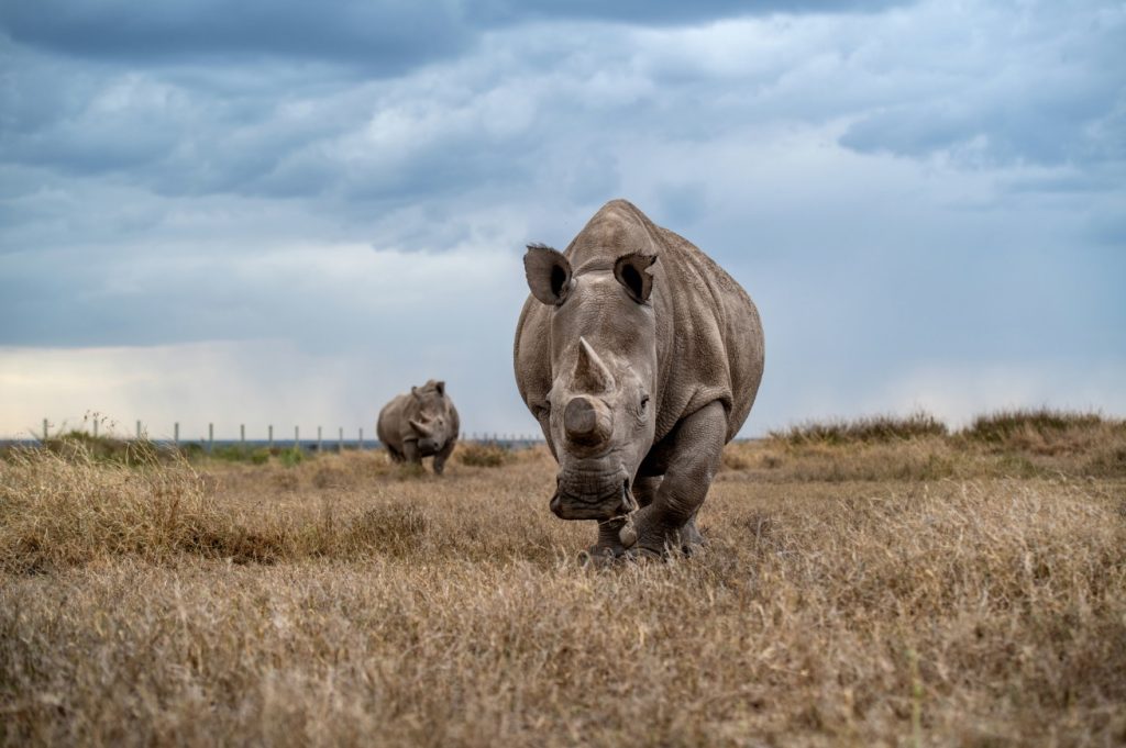 Engineering a Future for the Northern White Rhino