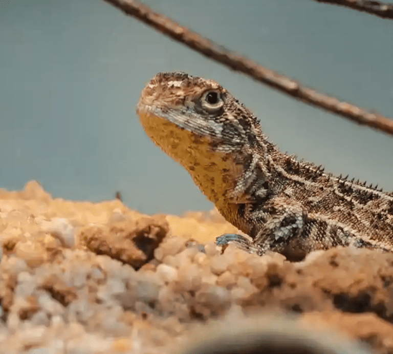 Rediscovering the Victorian Grassland Earless Dragon