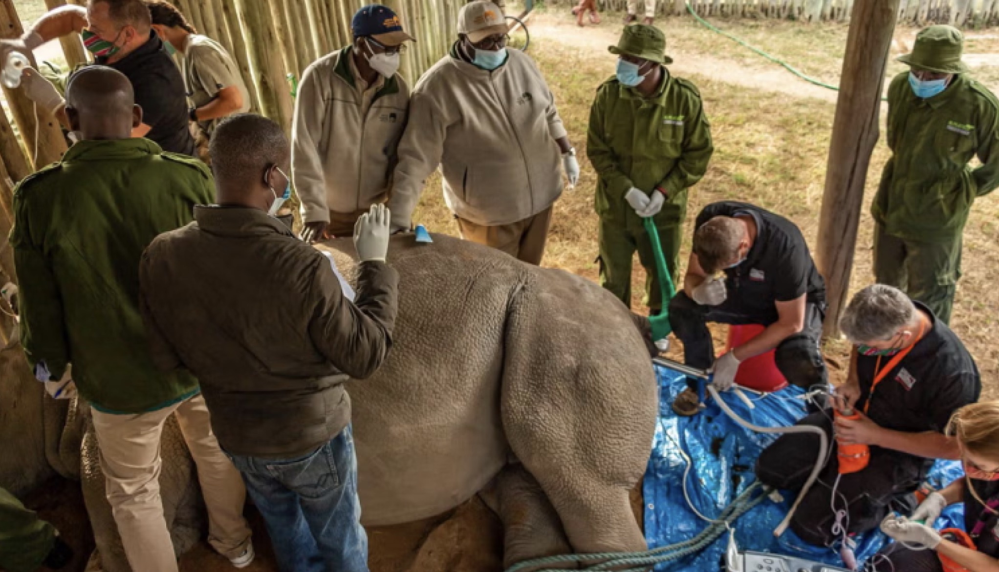 Colossal Foundation - Working to Make Extinction a Thing of the Past