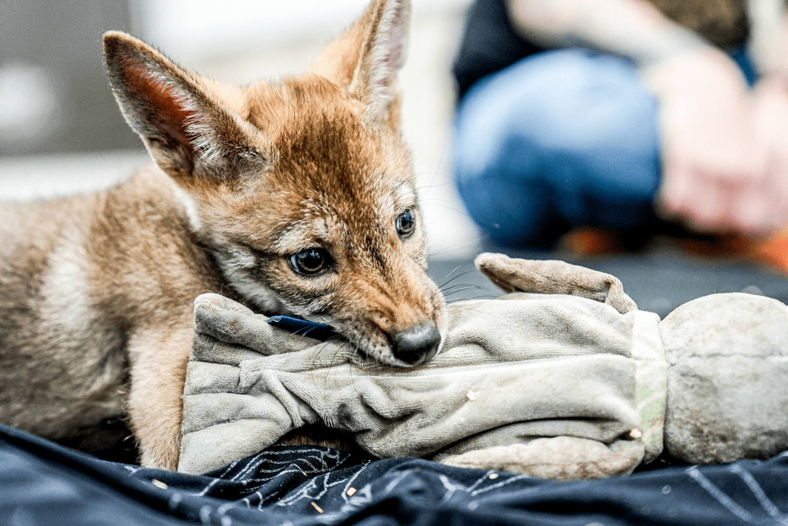 Restoring the Ancestral Red Wolf Through Genetic Rescue
