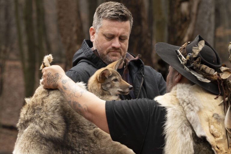 Restoring the Ancestral Red Wolf Through Genetic Rescue
