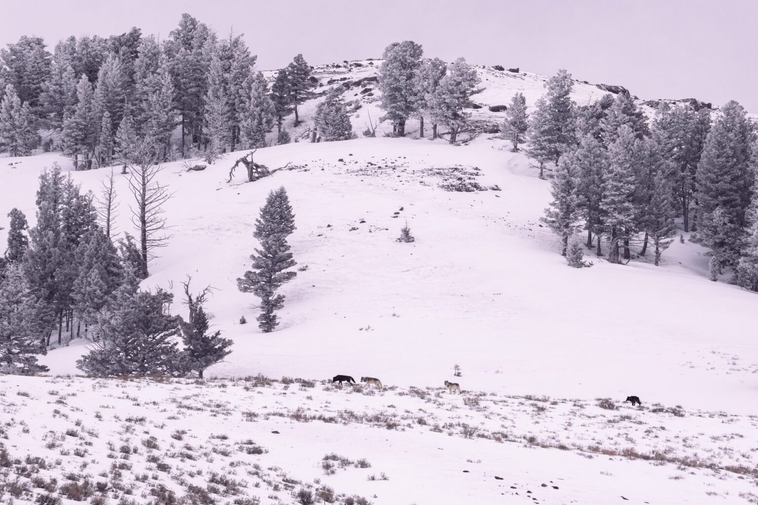 Decoding the Howl: Using AI to Understand the Language of Yellowstone’s ...