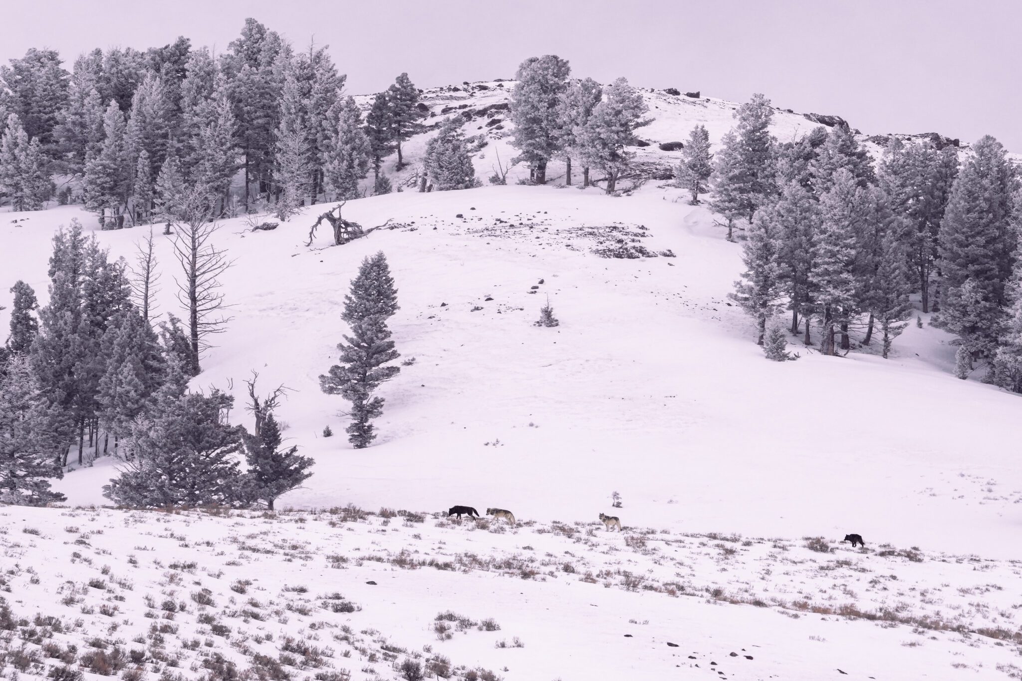 Decoding the Howl: Using AI to Understand the Language of Yellowstone’s ...