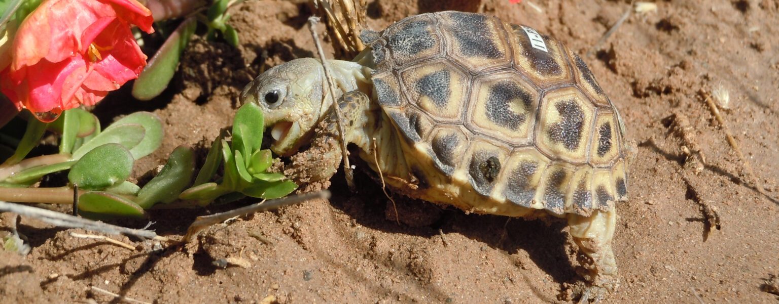 Bolson Tortoise